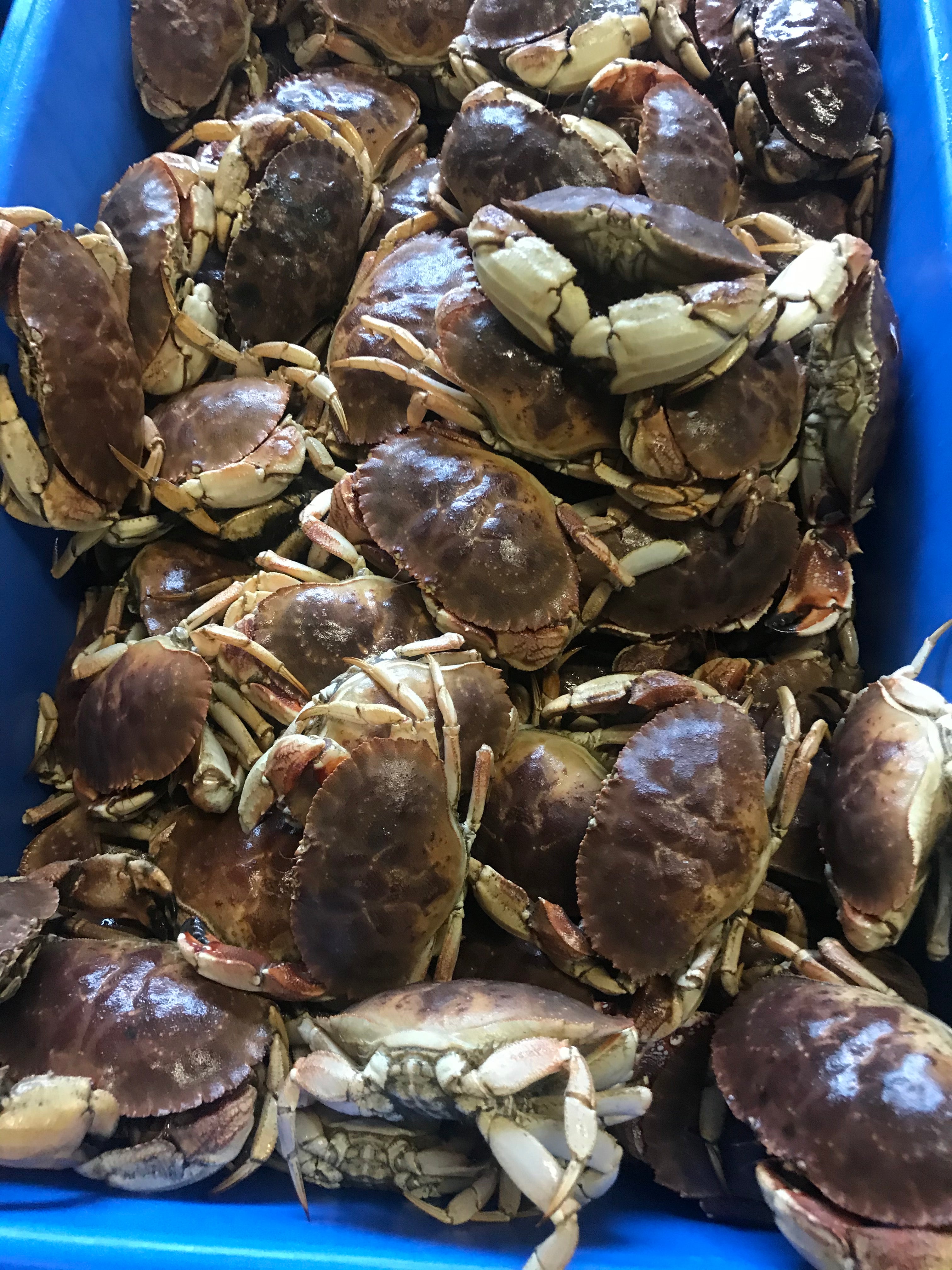 Fresh Seafood Hollis & Nashua, New Hampshire – The Daily Haul
